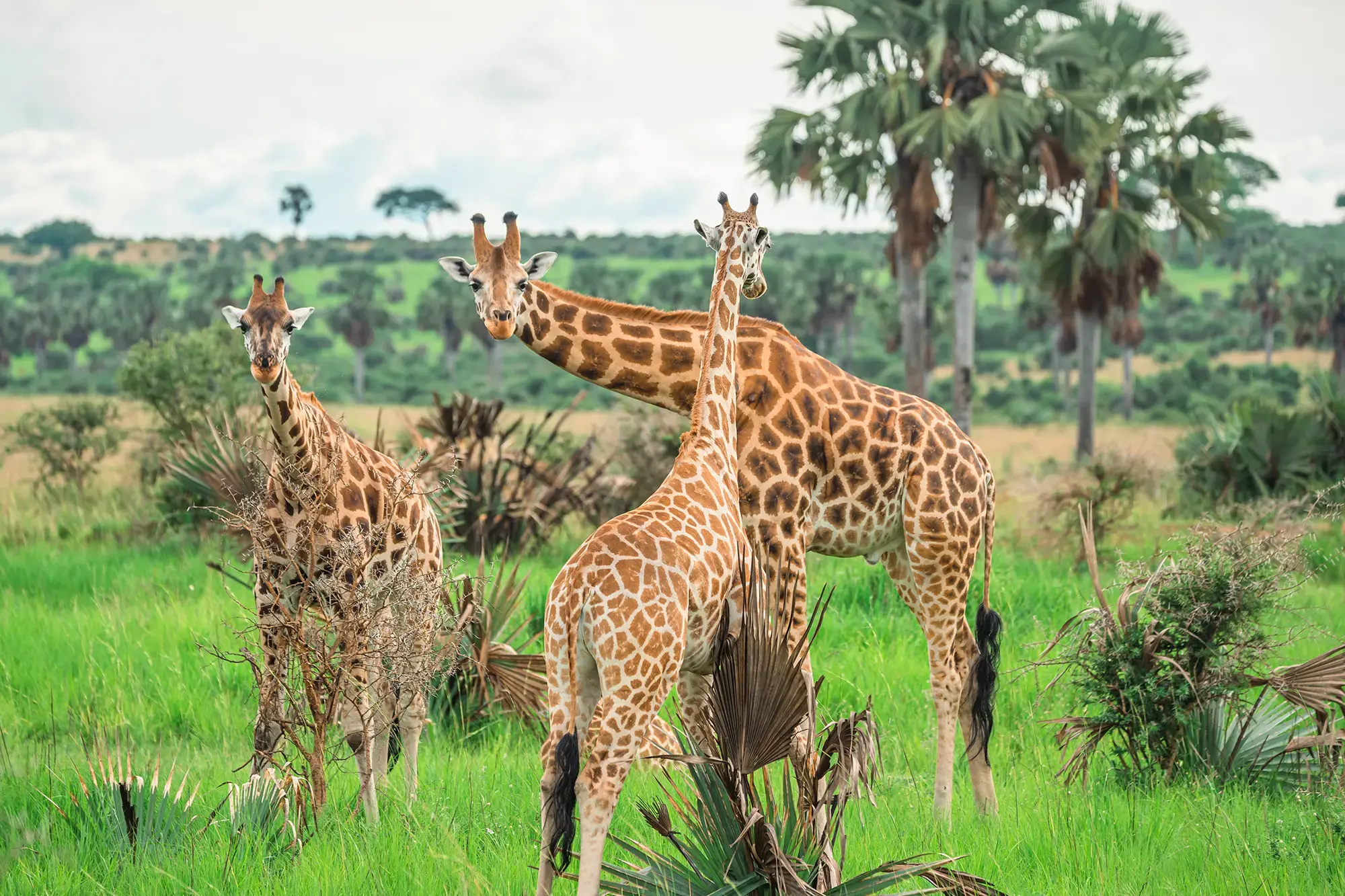 Tilenga Biodiversity Program | TotalEnergies Uganda