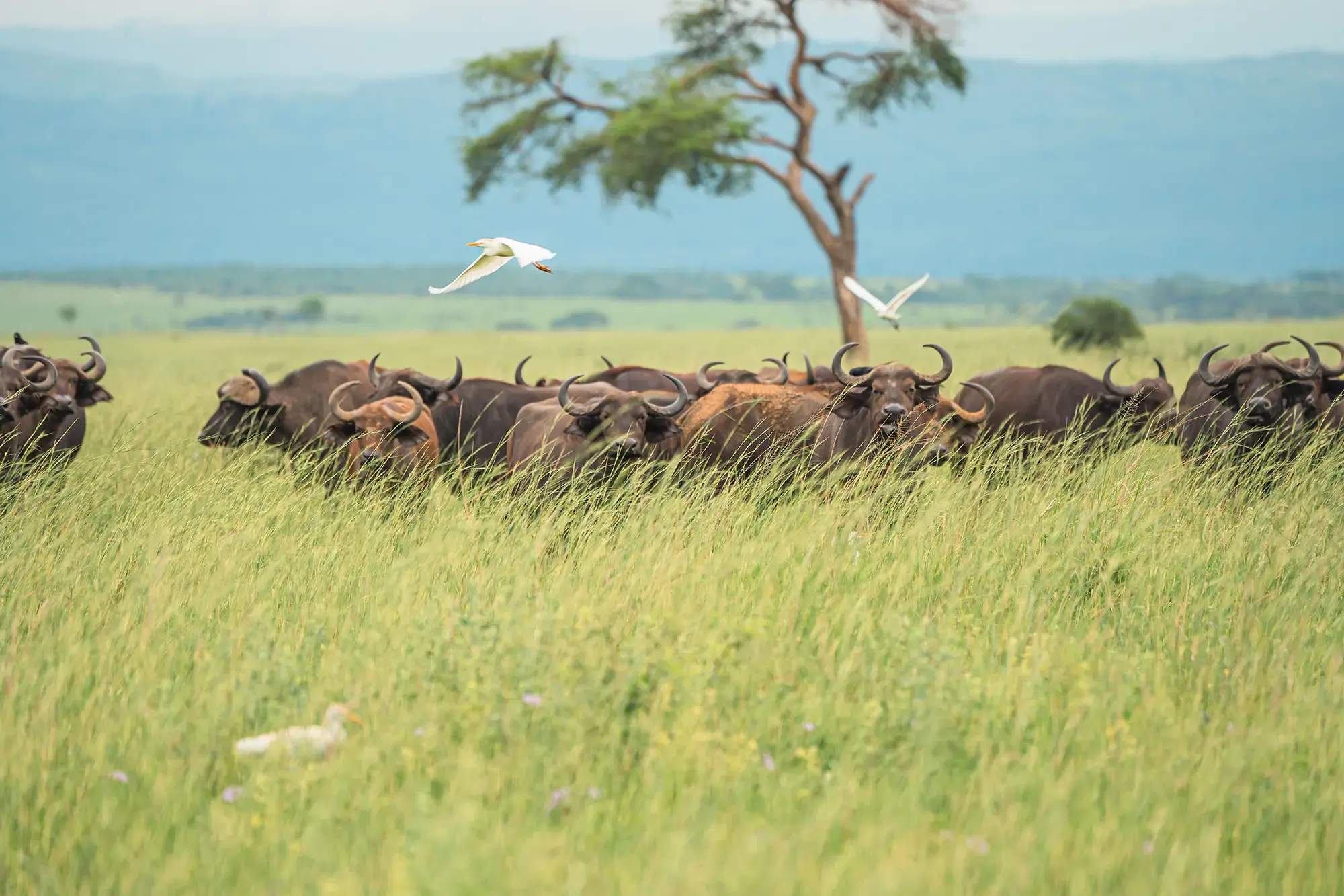 TILENGA PROJECT SOCIAL COMMITMENT | TotalEnergies Uganda